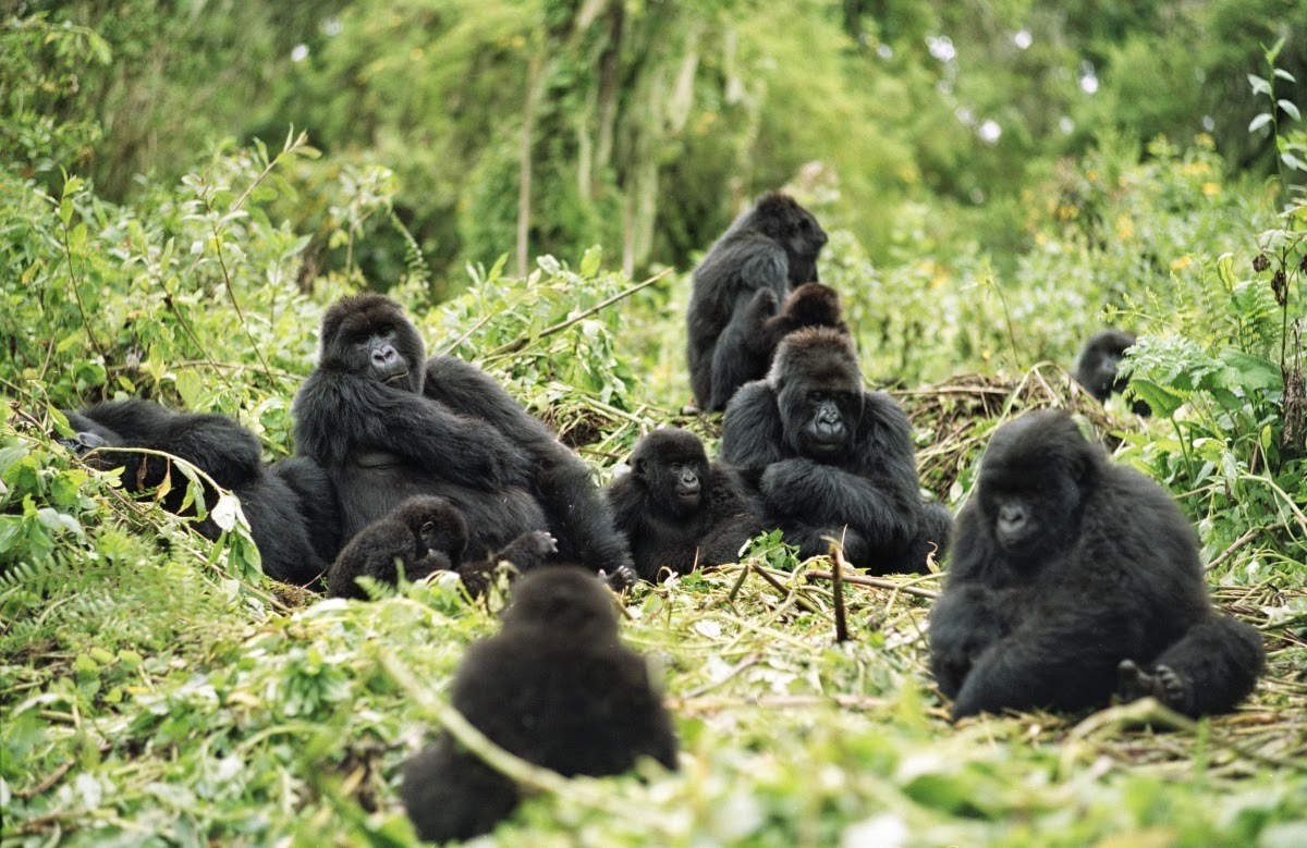 Gorilla Families In Bwindi Impenetrable National Park