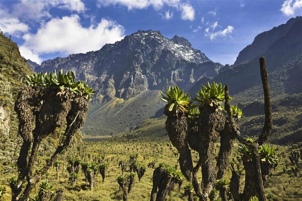 Rwenzori Mountains National Park | Uganda hiking tours