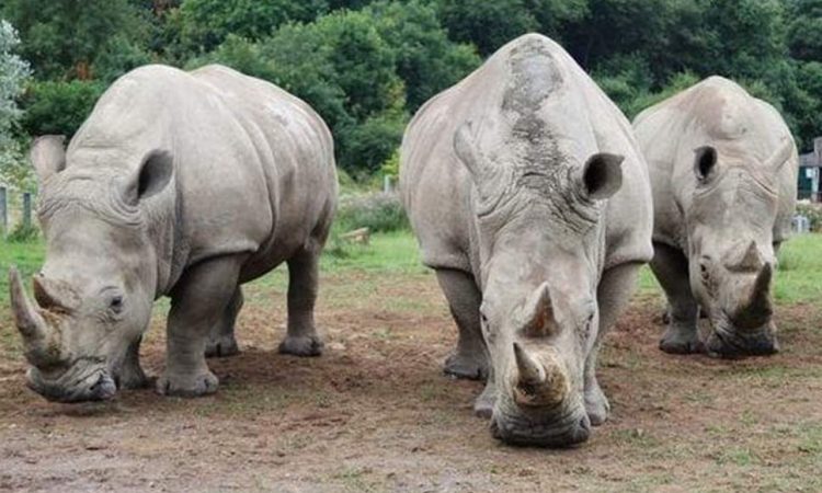 Ziwa Rhino Sanctuary - Uganda Rhino Tracking Safaris | Big 5 Safaris