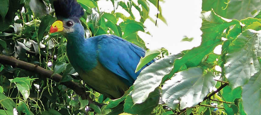 Activities in Kibale National Park - Achieve Global Safaris