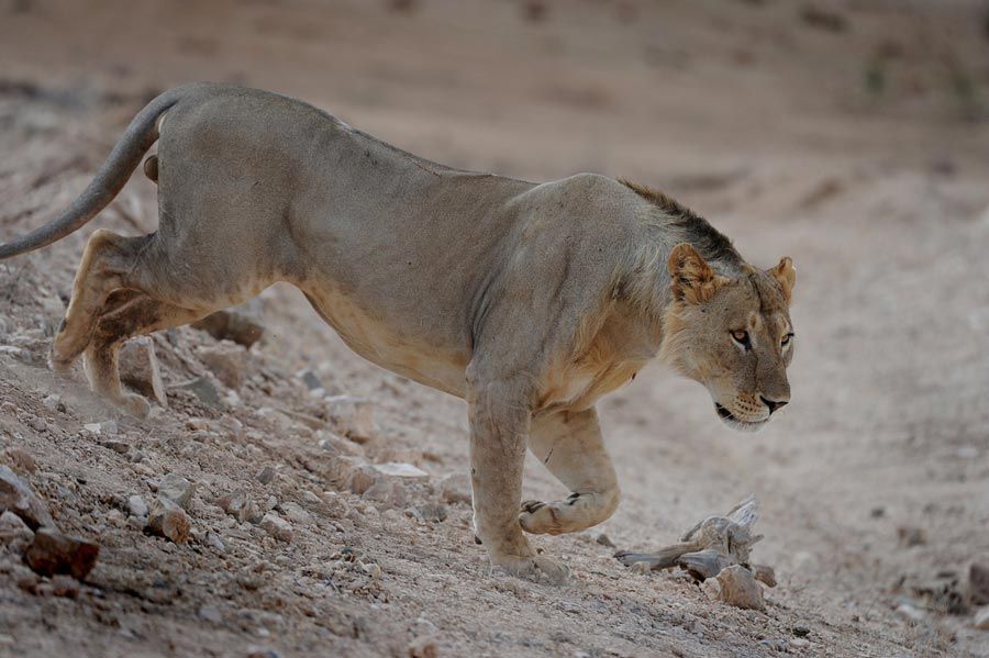 Tsavo west nationl park - kenya national park , kenya safaris