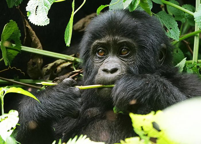 7 Days Uganda Primates and Wildlife Safari | Uganda Safari Tours