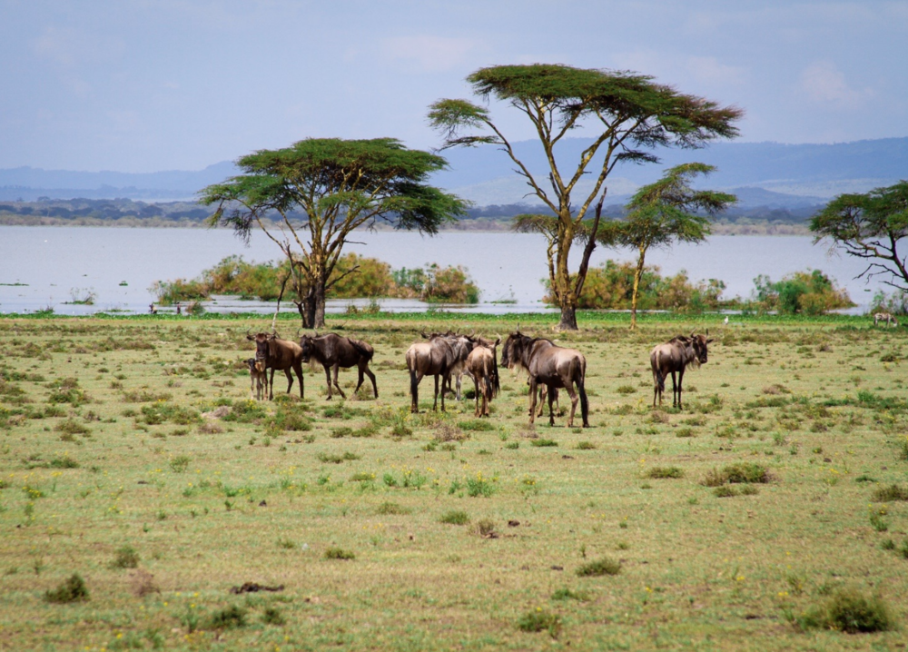 Crescent Island in Lake Naivasha | Lake Naivasha | Wildlife Safari