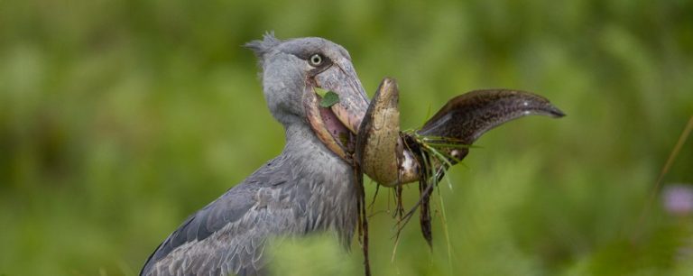 Facts about the Shoebill Stock bird | Uganda Safari Tours | Uganda Wildlife