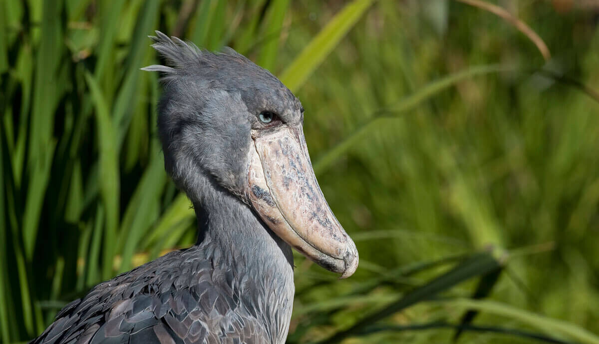 Facts about the Shoebill Stock bird | Uganda Safari Tours | Uganda Wildlife