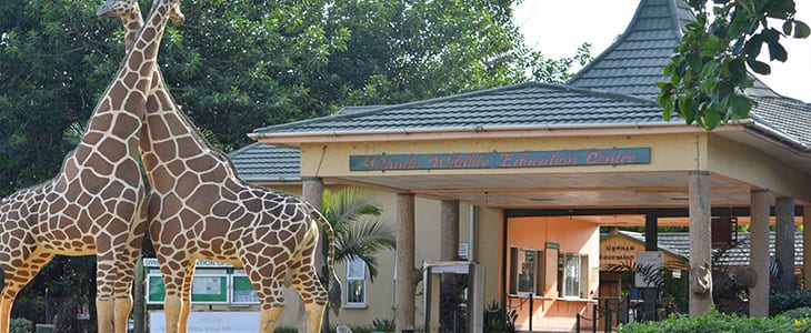 Things to do at the Uganda Wildlife Education Centre | Uganda Safaris