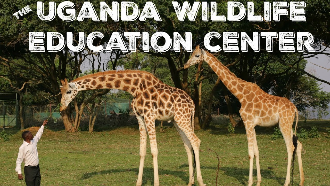 Best Things to do in Entebbe Town | Entebbe City Tours | Uganda