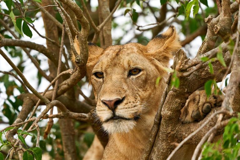 The Ishasha sector of Queen Elizabeth national park | Tree Climbing Lions