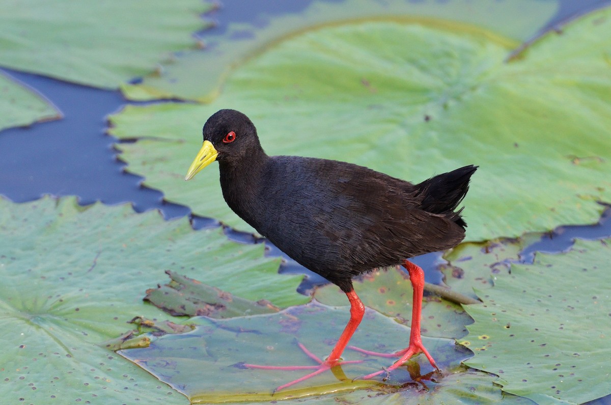 Katavi National Park Bird checklist | Tanzania Safaris | Tanzania