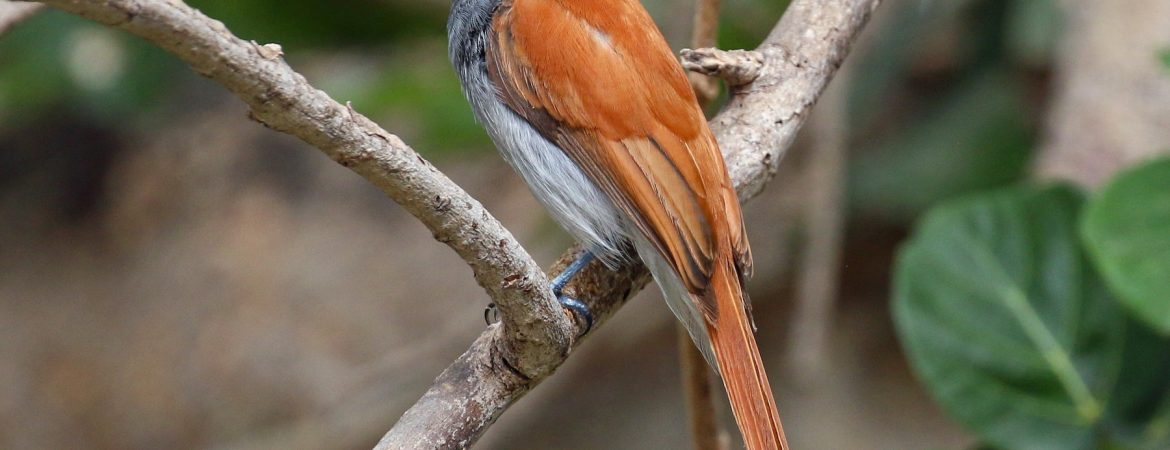 Zanzibar Island Birding Tour | Zanzibar Island | Tanzania