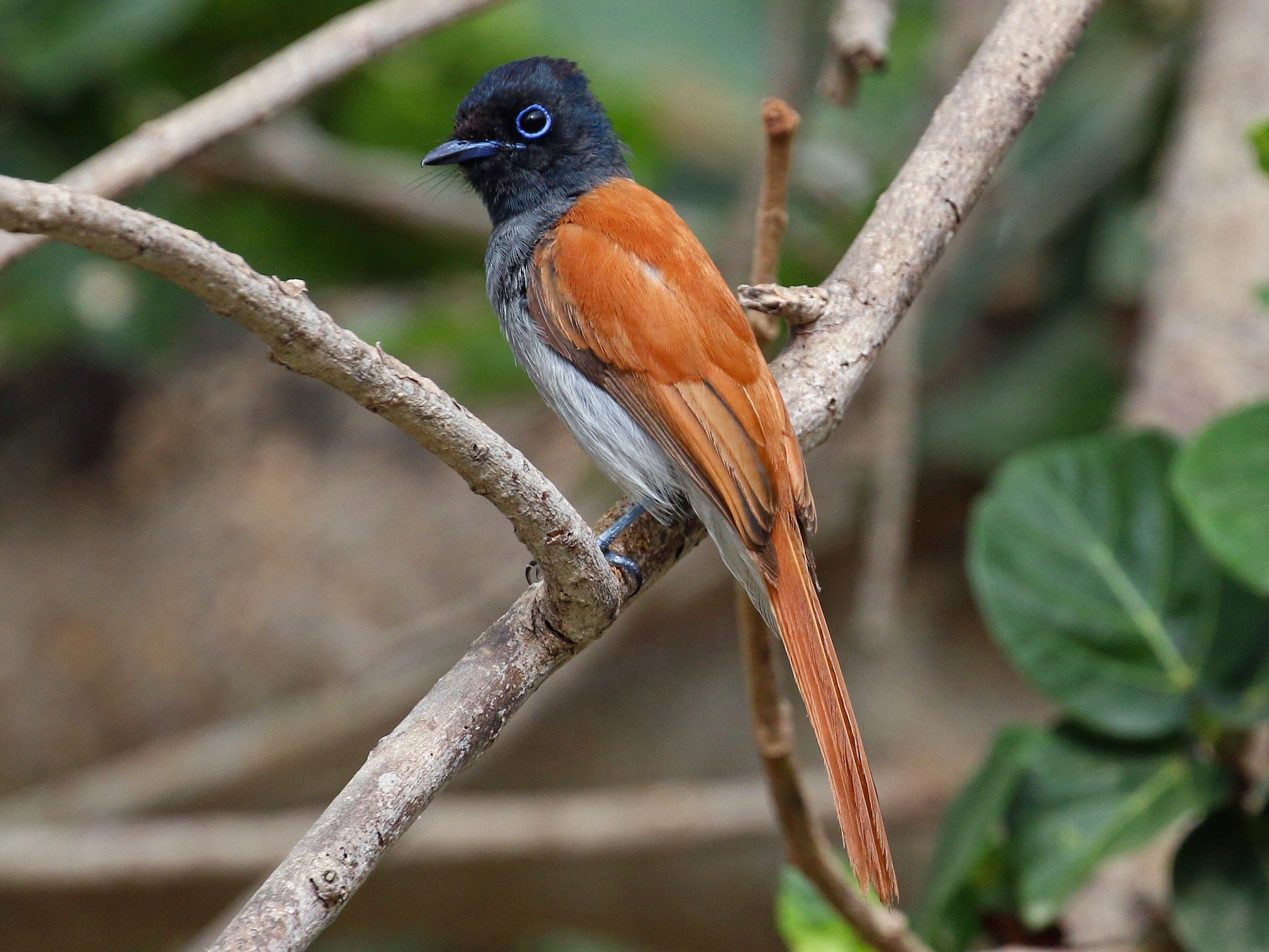 Zanzibar Island Birding Tour | Zanzibar Island | Tanzania
